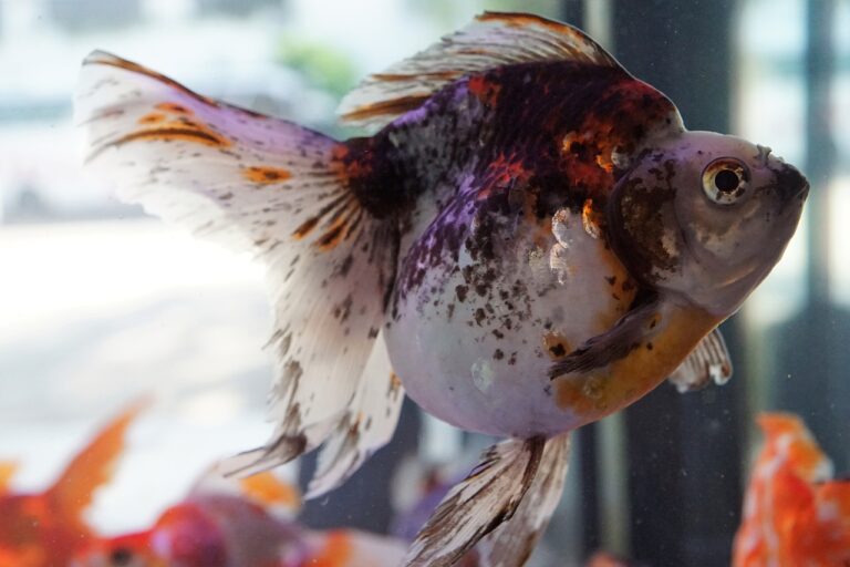 When Is The Best Time Of The Day To Feed The Fish In The Tank ...