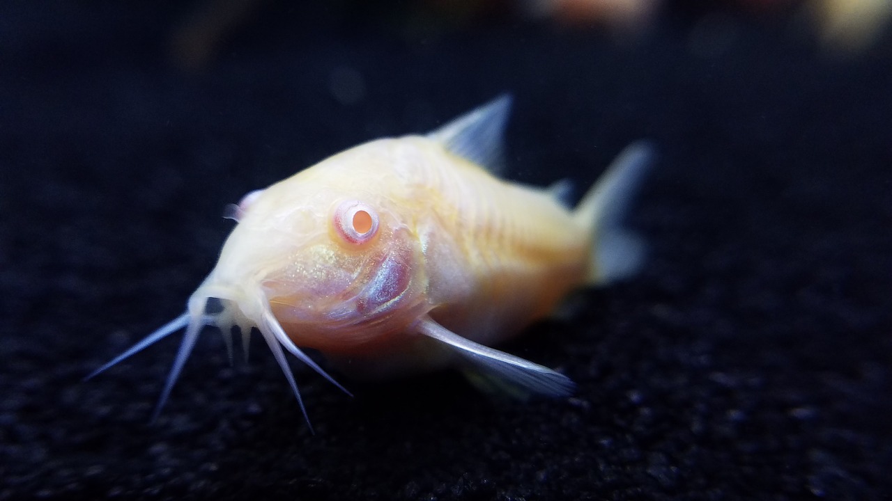 What Causes Poor Water Quality In An Aquarium And How To Fix It ...