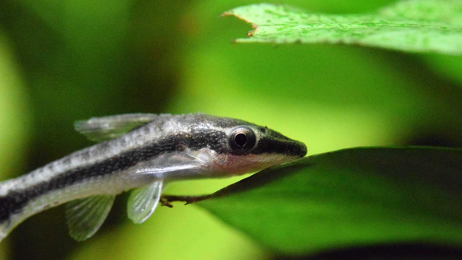 7 Of the Best Community Fish for Bettas: Beginners guide – Aquarium ...