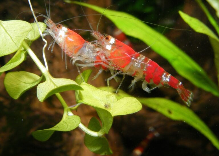 How To Add Shrimp To An Aquarium: A Step-by-Step Guide - Aquarium Fish ...