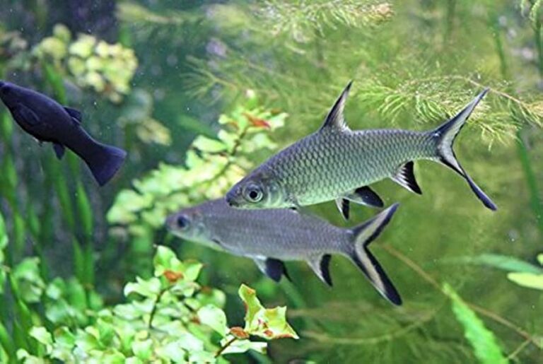The Best Fish For Large Tanks - Aquarium Fish Source