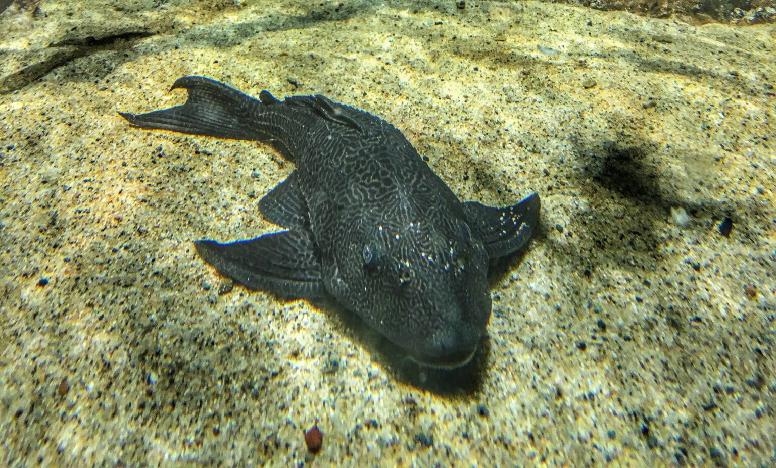 The Best Fish For Large Tanks - Aquarium Fish Source