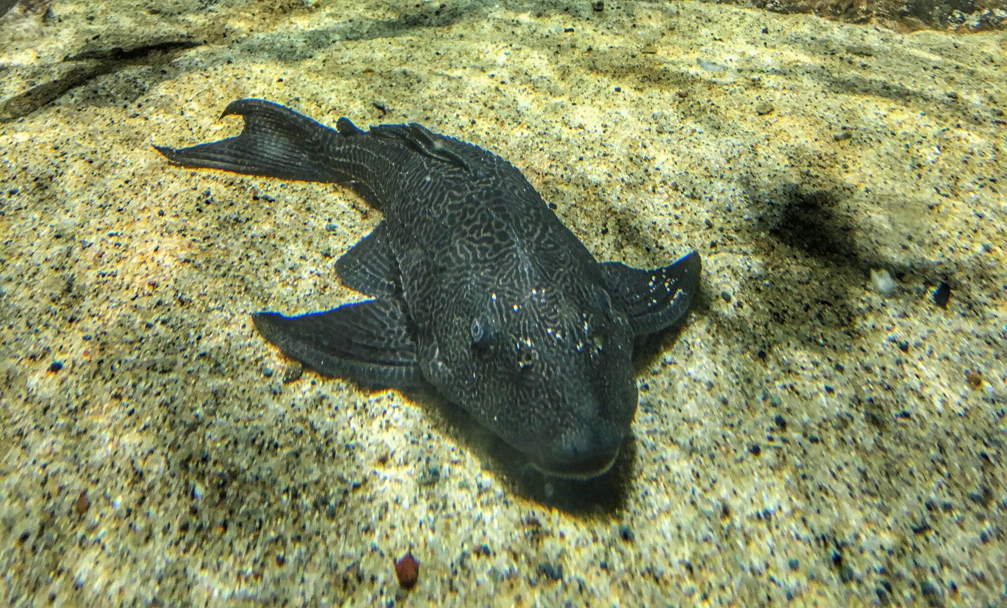 The Best Fish For Large Tanks - Aquarium Fish Source