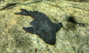 The Best Fish For Large Tanks - Aquarium Fish Source