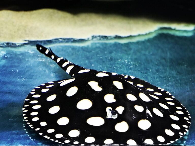 The 5 Most Profitable Fish To Breed: A Guide To Making A Profit ...