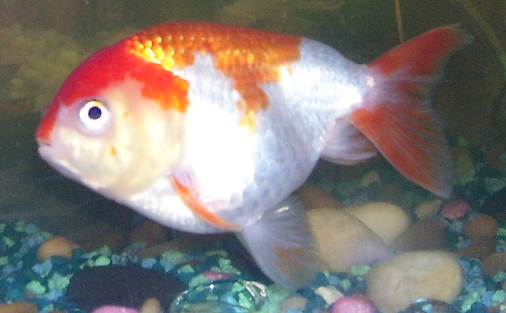 The Ultimate Goldfish Care Guide To Keeping Goldfish For 2023: Care ...