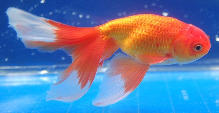 The Ultimate Goldfish Care Guide To Keeping Goldfish For 2023: Care ...