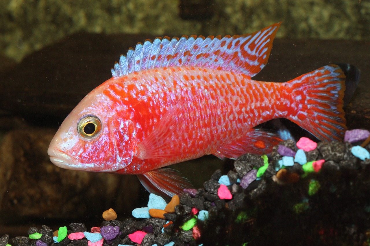 The Best Fish For Large Tanks - Aquarium Fish Source