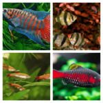 The 17 Best Cold Water Fish For Beginners: Aquarium Fish That Do Not ...