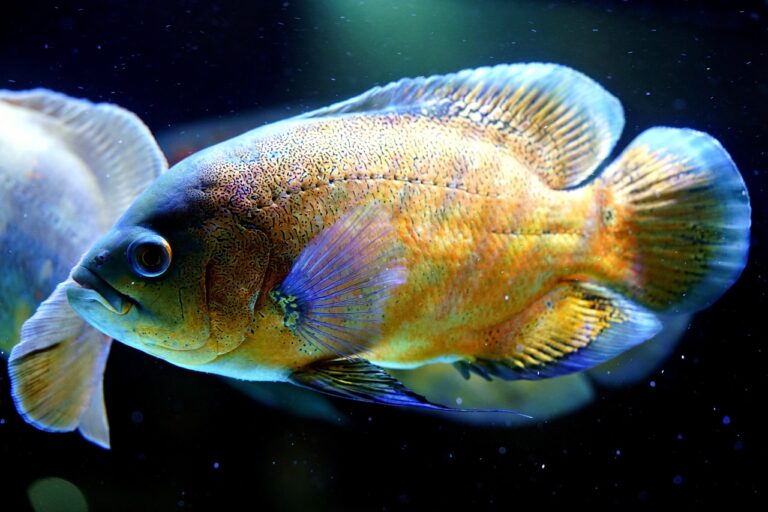 The Best Fish For Large Tanks - Aquarium Fish Source