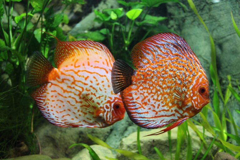 The Best Fish For Large Tanks - Aquarium Fish Source