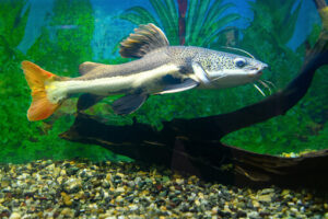 The 6 Best Predator Fish For Aquarium – Aquarium Fish Source