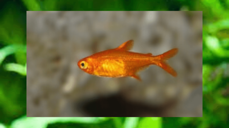 Ember Tetra Health And Common Issues: Tips For Keeping Them Thriving ...