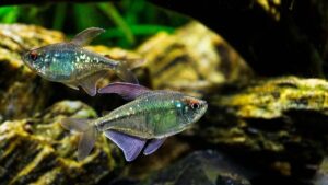 The Best 8 Neon Tetra Varieties: With Pictures And Key Features ...