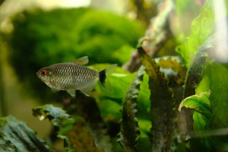 Tetra Breeding Techniques For Beginners | The Ultimate Guide - Aquarium ...