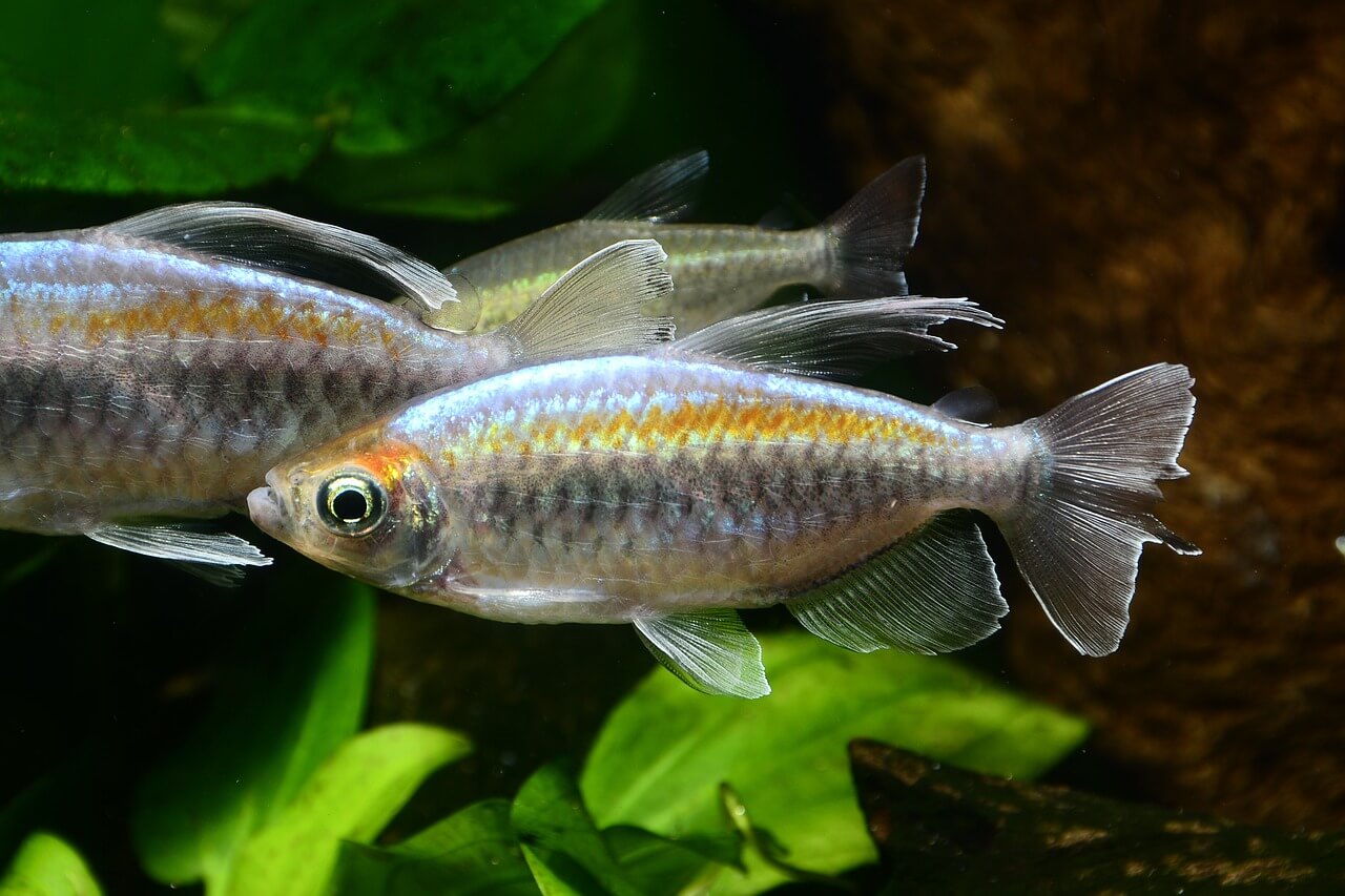 Congo Tetra: A Comprehensive Guide - Aquarium Fish Source