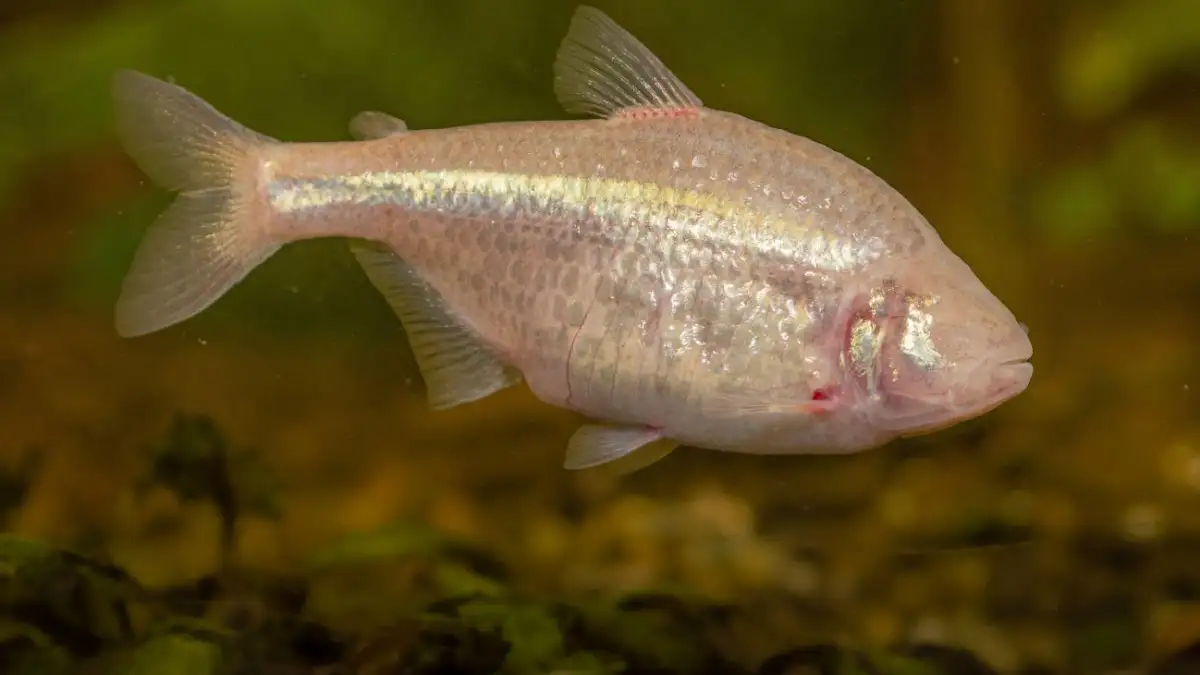 Mexican Tetra: A Comprehensive Guide to Care, Breeding, and More ...