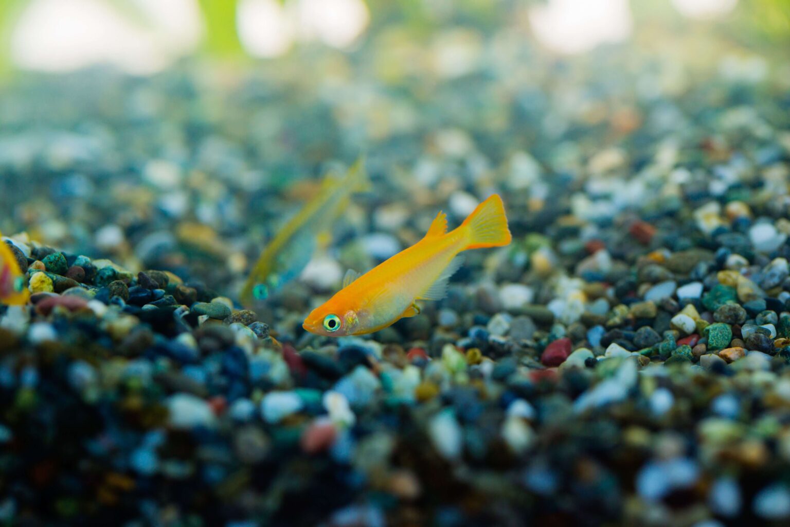 The 5 Best Substrate Options For Your Tetra Fish Tank - Aquarium Fish ...
