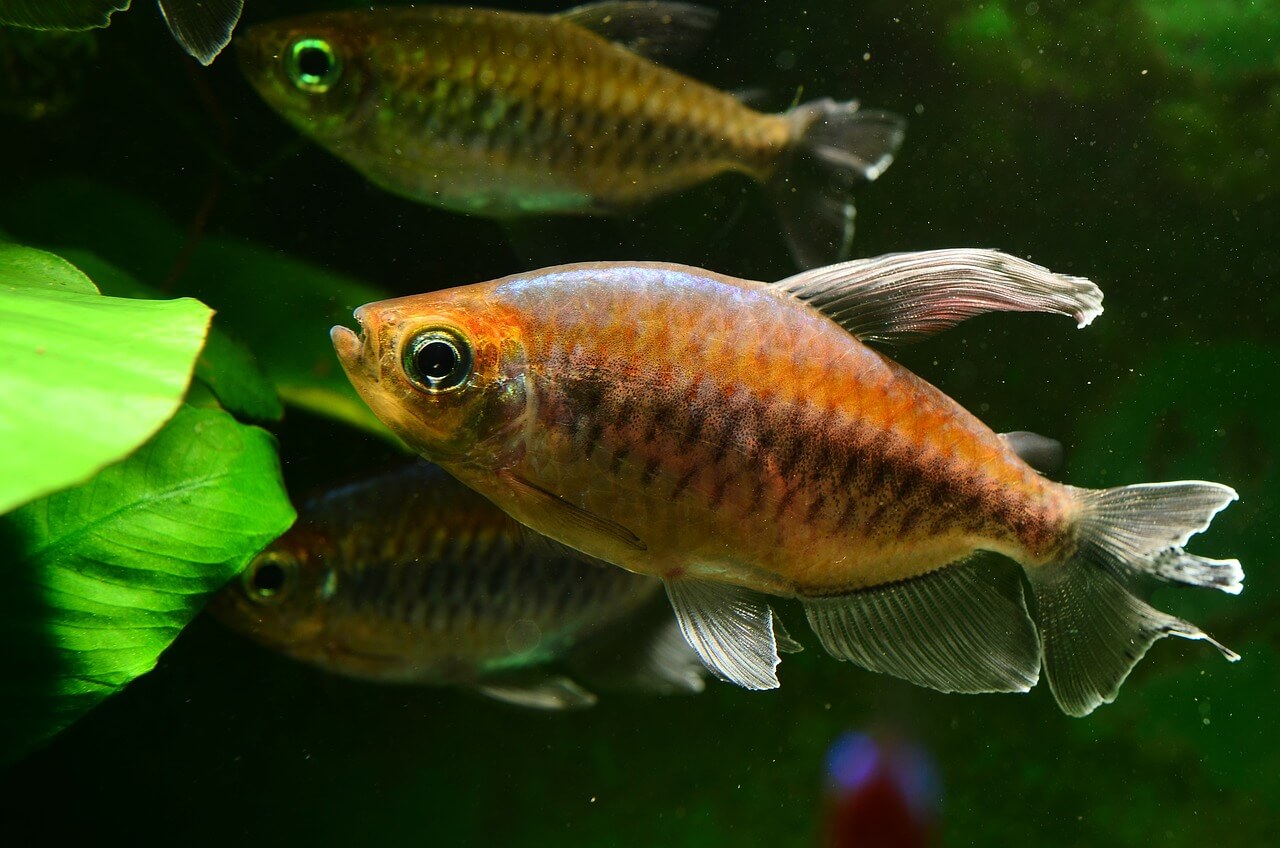Tetra Fish Tank Nitrate Control: Expert Tips And Strategies - Aquarium ...