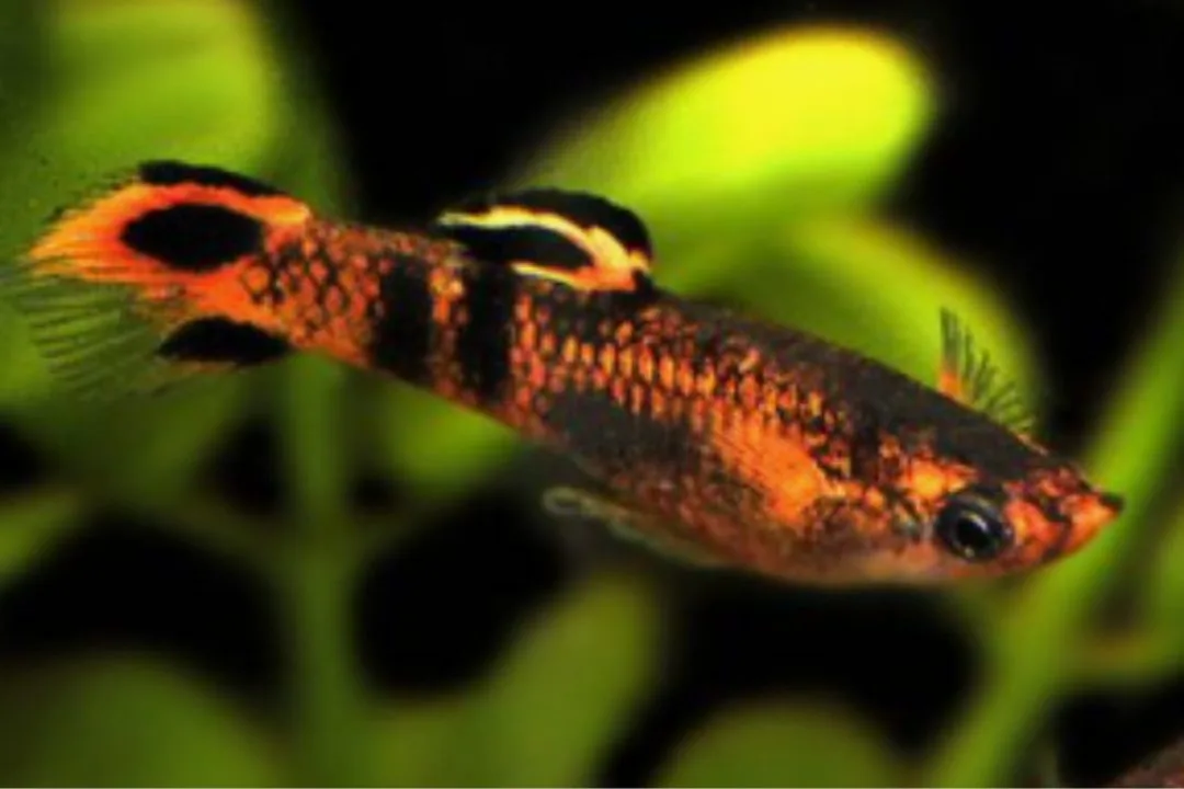 Swamp Guppy (micropoecilia Picta) | Care Guide - Breeding, Tank Setup ...