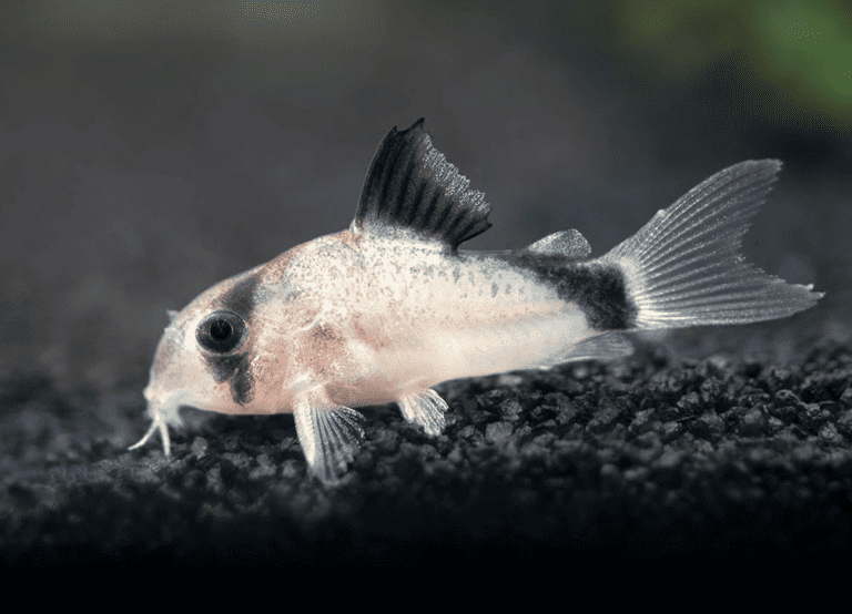 Bandit Cory Catfish: A Complete Guide - Aquarium Fish Source