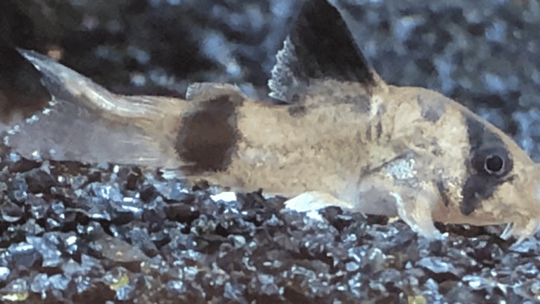 Cory (corydoras) Catfish Diseases: The Complete Guide On Identifying ...