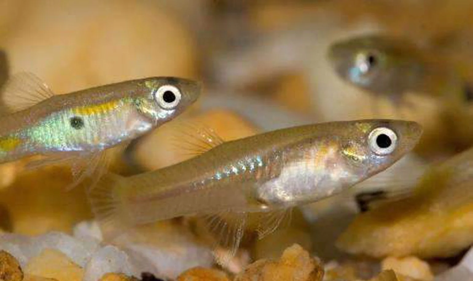 Feeder Guppies: Your Complete Guide - Aquarium Fish Source