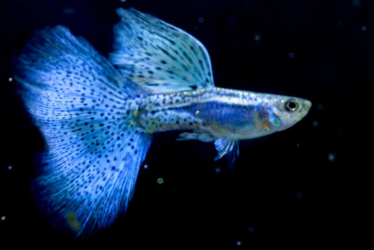 Blue Guppies: The 13 Most Fascinating Varieties Of Blue Guppy ...