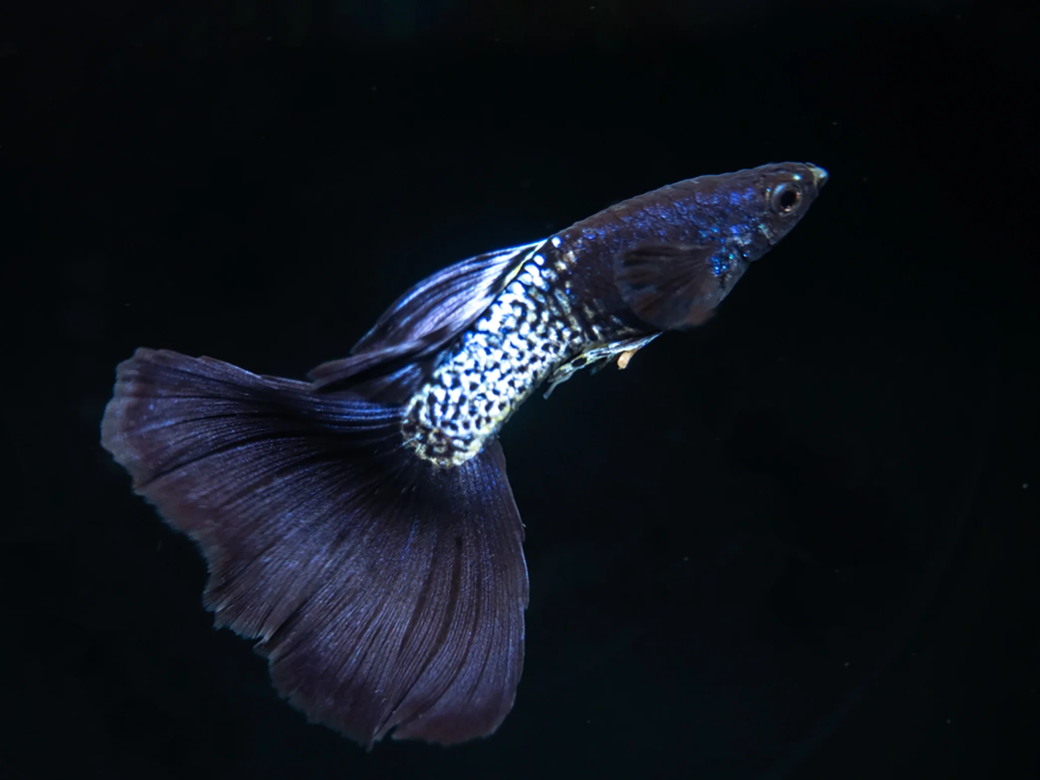 Black Metal Lace Guppy - Care Guide: Breeding | Feeding | Tank Setup ...