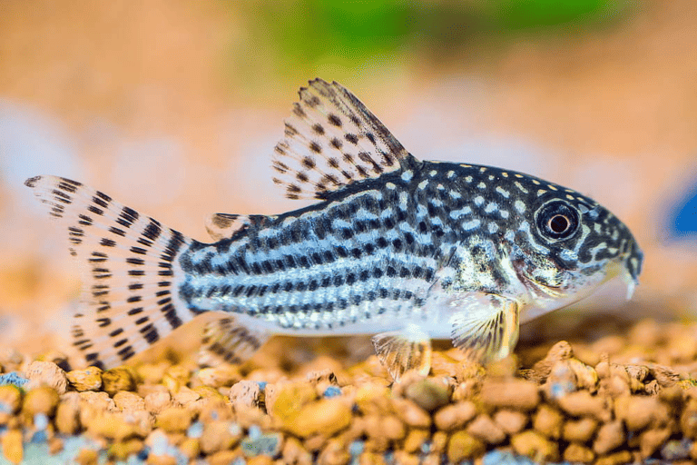 How To Setup A Cory Catfish Tank For Beginners: The Ultimate Guide ...