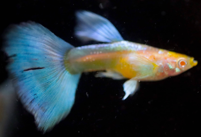 Blue Guppies: The 13 Most Fascinating Varieties Of Blue Guppy ...