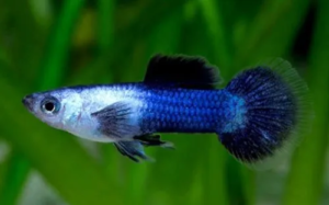 Blue Guppies: The 13 Most Fascinating Varieties Of Blue Guppy ...