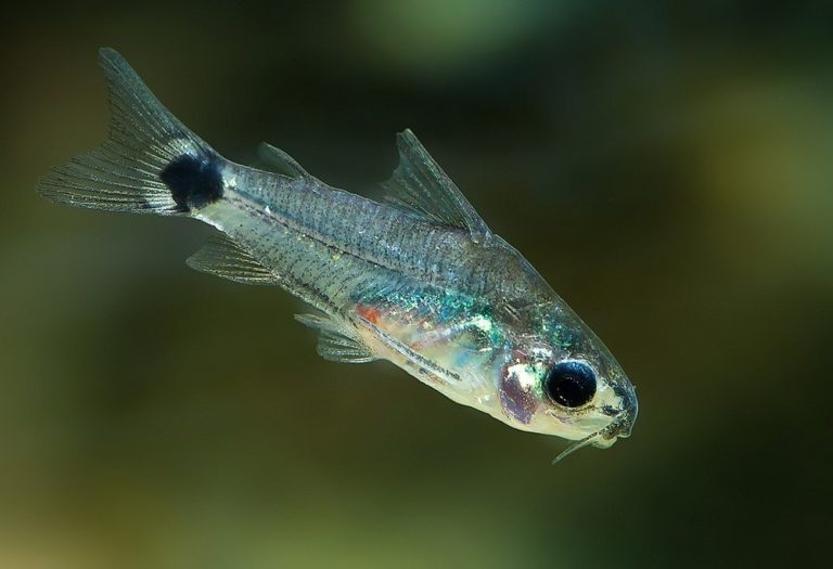 Pygmy Corydoras (Pygmy Cory Or Corydoras Pygmaeus): Origin, Care Guide ...