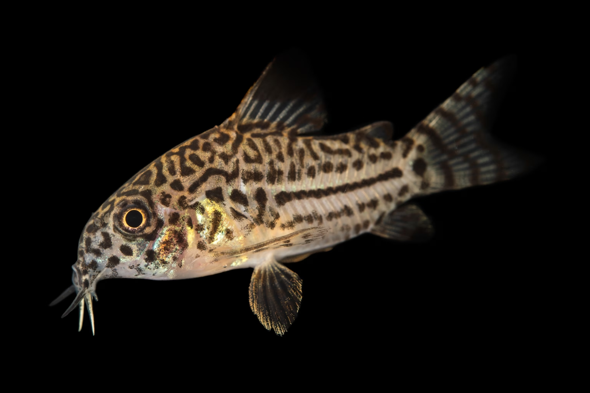 Threestripe Corydoras: A Guide To Three Stripe Corydoras (Corydoras ...