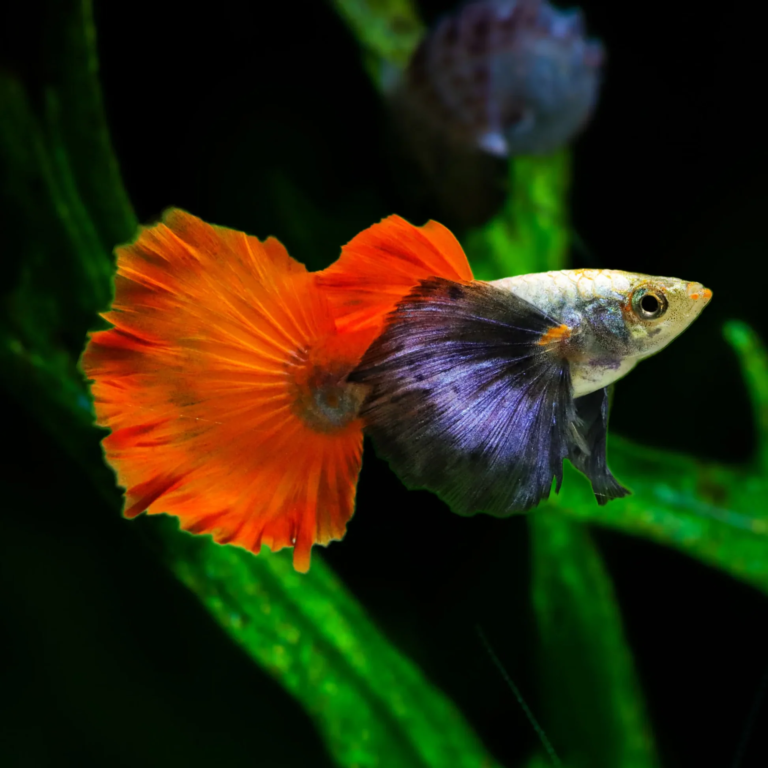 Platinum Red Tail Guppy | Ultimate Care Guide, Breeding, Tank Setup ...