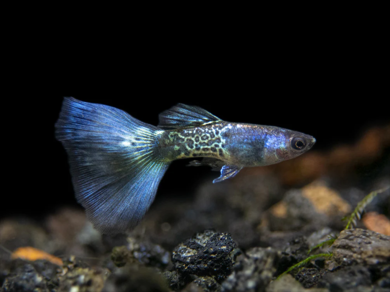 Blue Guppies: The 13 Most Fascinating Varieties Of Blue Guppy ...