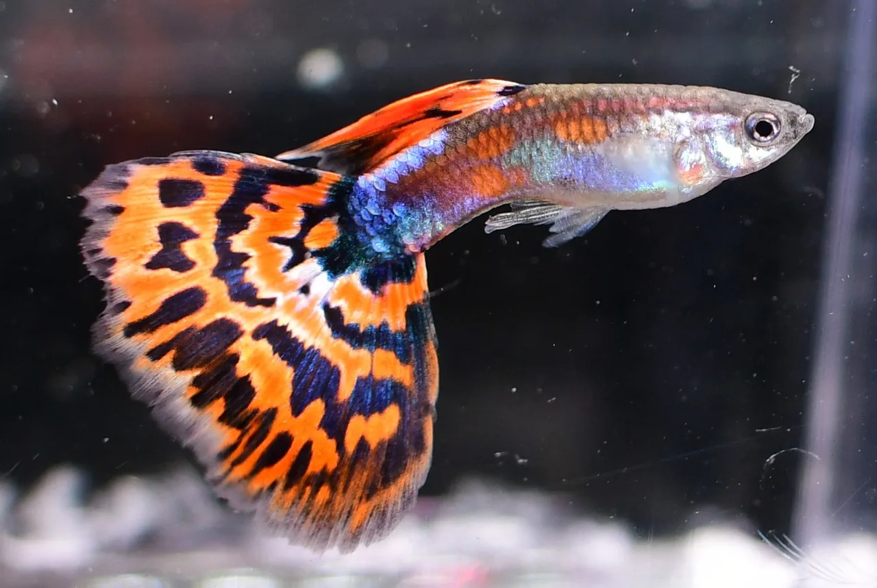 Red Mosaic Guppy (Poecilia Reticulata) Care Guide - Breeding, Tank ...